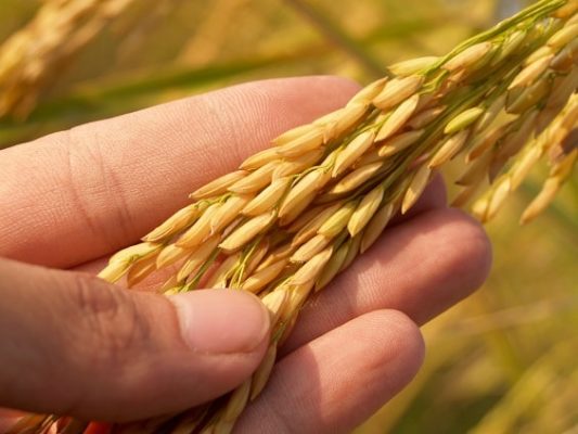 10 Examples Of Carbohydrates In Our Daily Life And Their Uses