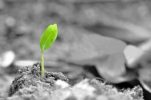 Germination Of Seeds: Stages & Factors Involved