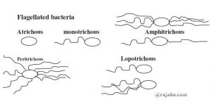 Classification Of Bacteria By Shapes & Characteristics