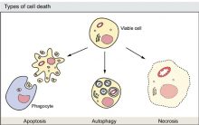 Apoptosis And Necrosis| The Pathways Of Cell Death