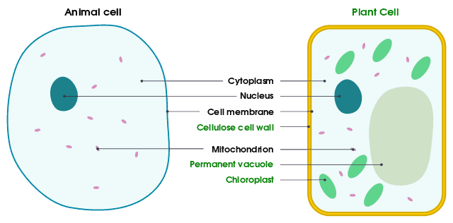 10 Main Differences Between Cell Wall And Cell Membrane