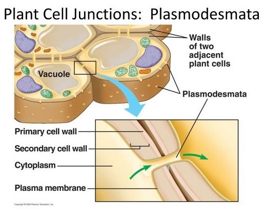 What Are The Functions Of The Cell Wall In Plants Bacteria What Are The Functions Of The Cell Wall In Plants Bacteria