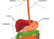 4 Types of tissues|Their Examples and Functions in Human Body