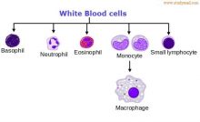 5 Types Of White Blood Cells | Their Count & Role In Body | Study Read