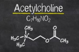 List Of Neurotransmitters | 40 Examples & Their Functions