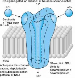 Nicotinic Receptors| Their Types, Properties And Functions In The Body
