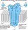 Nicotinic Receptors| Their Types, Properties And Functions In The Body