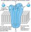 Nicotinic Receptors| Their Types, Properties And Functions In The Body