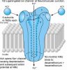 Nicotinic Receptors| Their Types, Properties And Functions In The Body