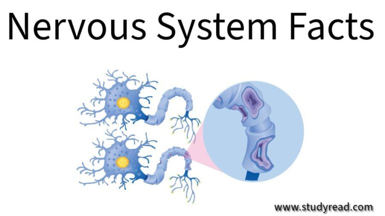10 Nervous System Facts| List Of Amazing & Unusual Things