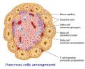 3 Pancreatic Cells| Their Types And Functions In The Body
