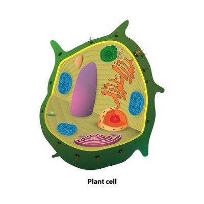 10 Examples Of Eukaryotic Cells With Pictures And Their Functions