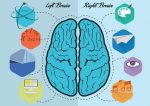 4 Types of Neurotransmitters| Their Physiology and Functions
