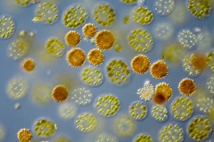 5 Types Of Microorganisms With Examples And Pictures