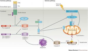 Apoptosis Pathway | 3 Mechanisms Of Programmed Cell Death | Study Read