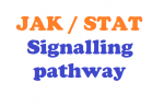JAK STAT Signaling | The Cell Pathway In Physiology, Disease And Death