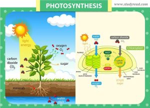 How Does Photosynthesis Work ? Critical Steps In The Plant