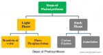 How Does Photosynthesis Work ? Critical Steps In The Plant