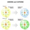 Atom Vs Ion – Difference Explained With Examples & Table