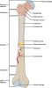 A Guide On Human Bone Structure And Histology With Classification