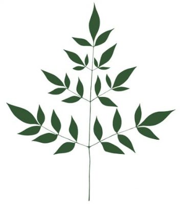 Types Of Leaves With Their Names And Characteristics In Plants