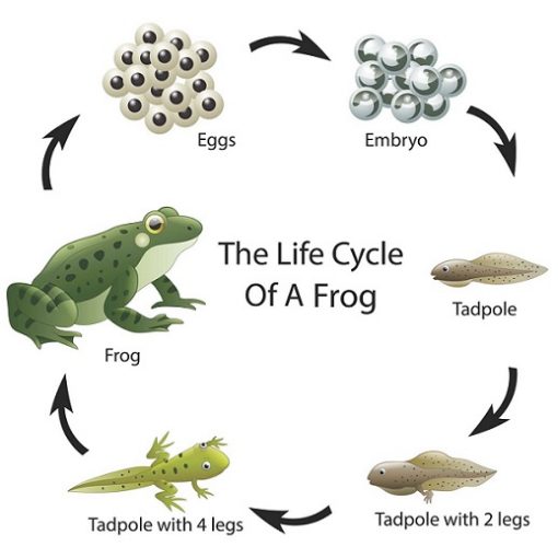 Frog Life Cycle | 3 Stages Of Metamorphosis Explained