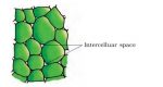 6 Types Of Plant Cells | Their Characteristics, Examples And Functions