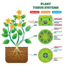 6 Types Of Plant Cells | Their Characteristics, Examples And Functions