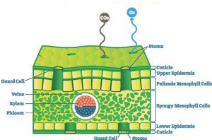 Leaf Anatomy | Both Internal And External With Labelled Diagram