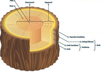 Anatomy Of Stem | Internal Anatomy Of Dicots And Monocots