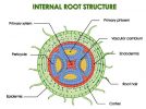 Anatomy Of The Root Of Both Dicot And Monocot Plants
