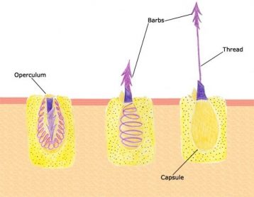 Hydra Biology | A Glance Into Digestive System Reproduction