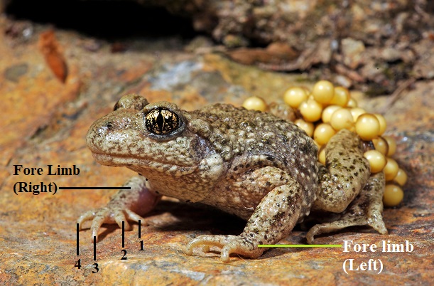 Frog External Anatomy Sacral Hump