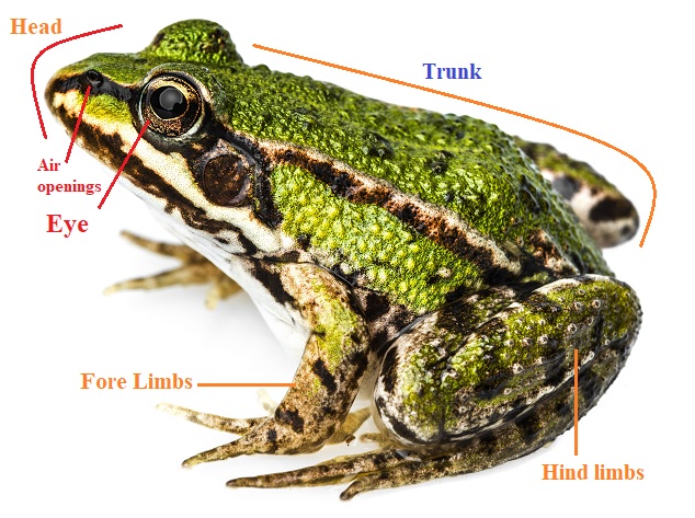 Anterior Limbs Of Frog With Parts