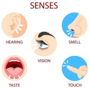 5 Special Sense Organs | Their Location And Functions In The Body