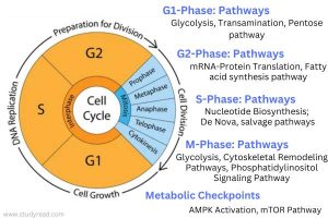 Explore The Link Between Metabolic Pathways And Cell Cycle