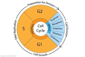 Explore The Link Between Metabolic Pathways And Cell Cycle